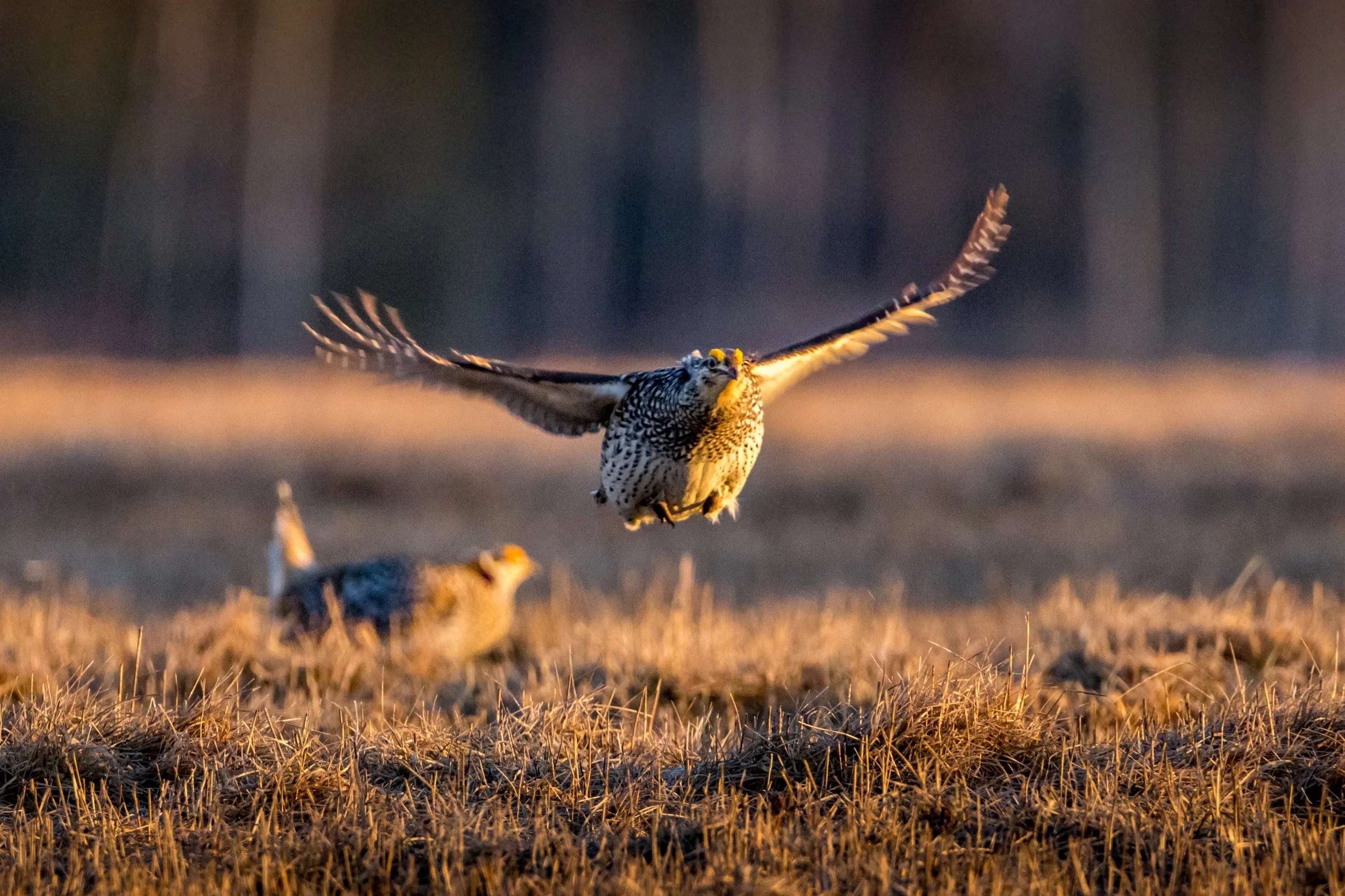 The Dance of the Sharp Tail Grouse — Quiet Shutter Fine Art & Photography