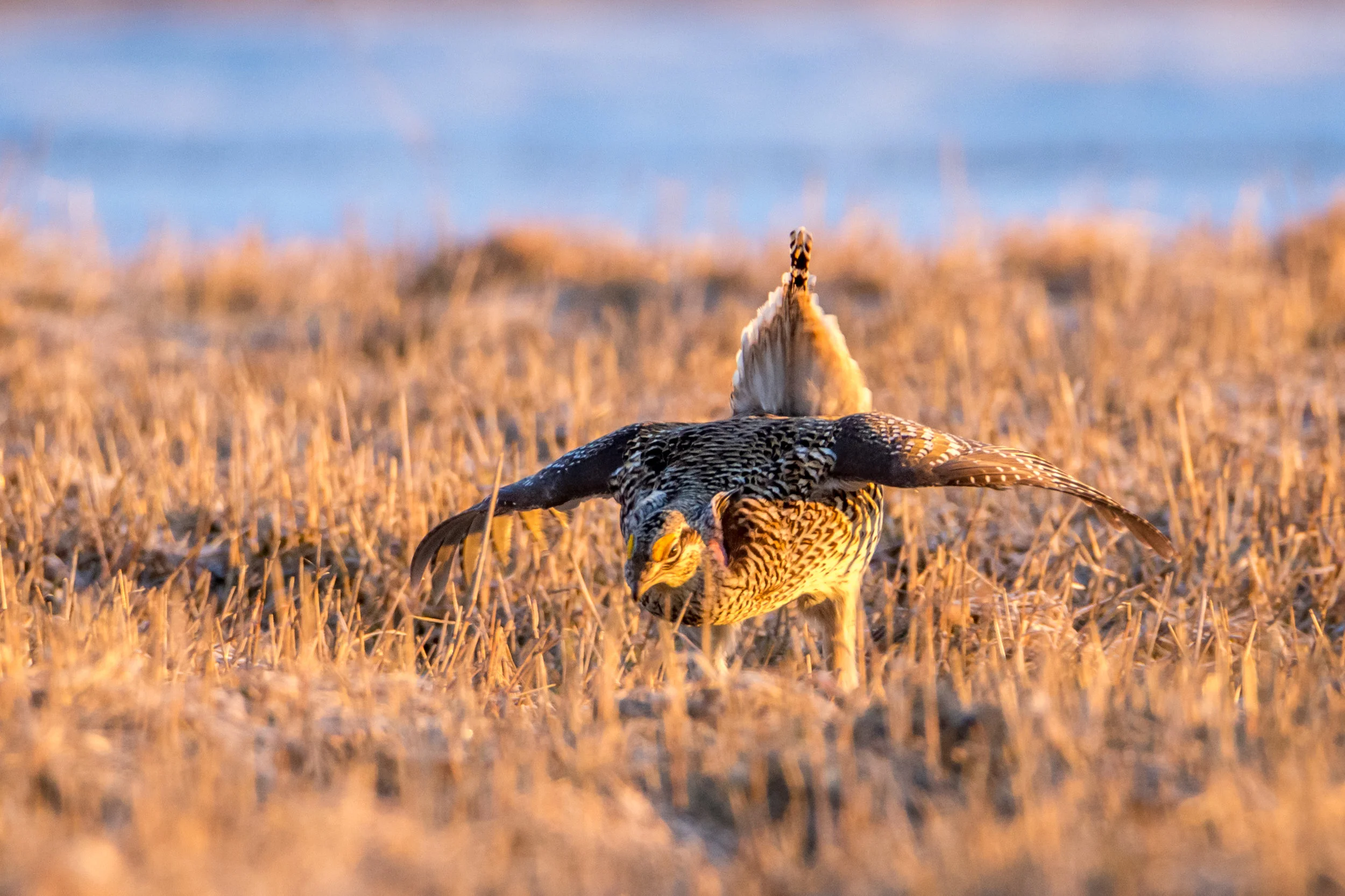 The Dance of the Sharp Tail Grouse — Quiet Shutter Fine Art & Photography