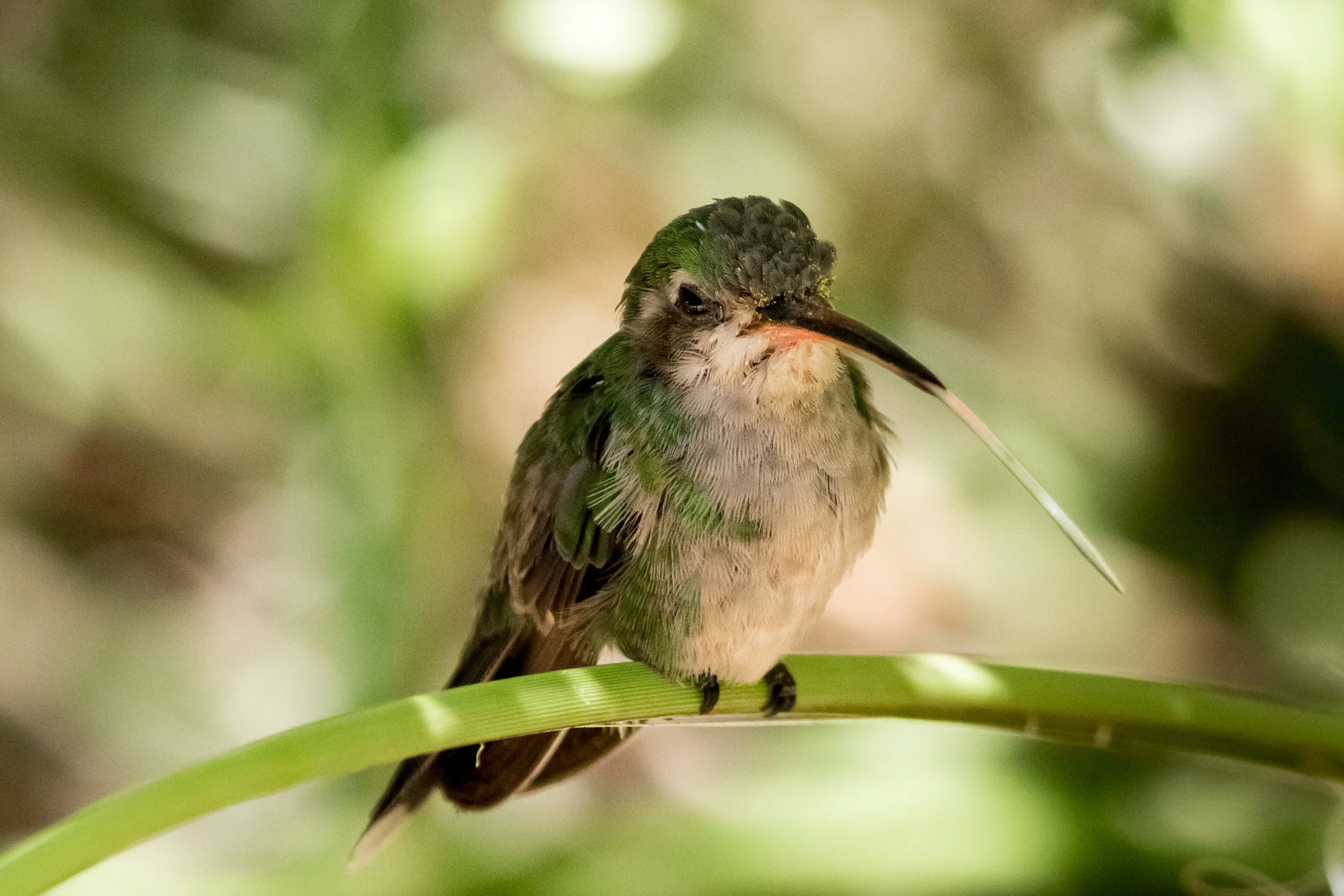 HUMMINGBIRDS — Quiet Shutter Fine Art & Photography