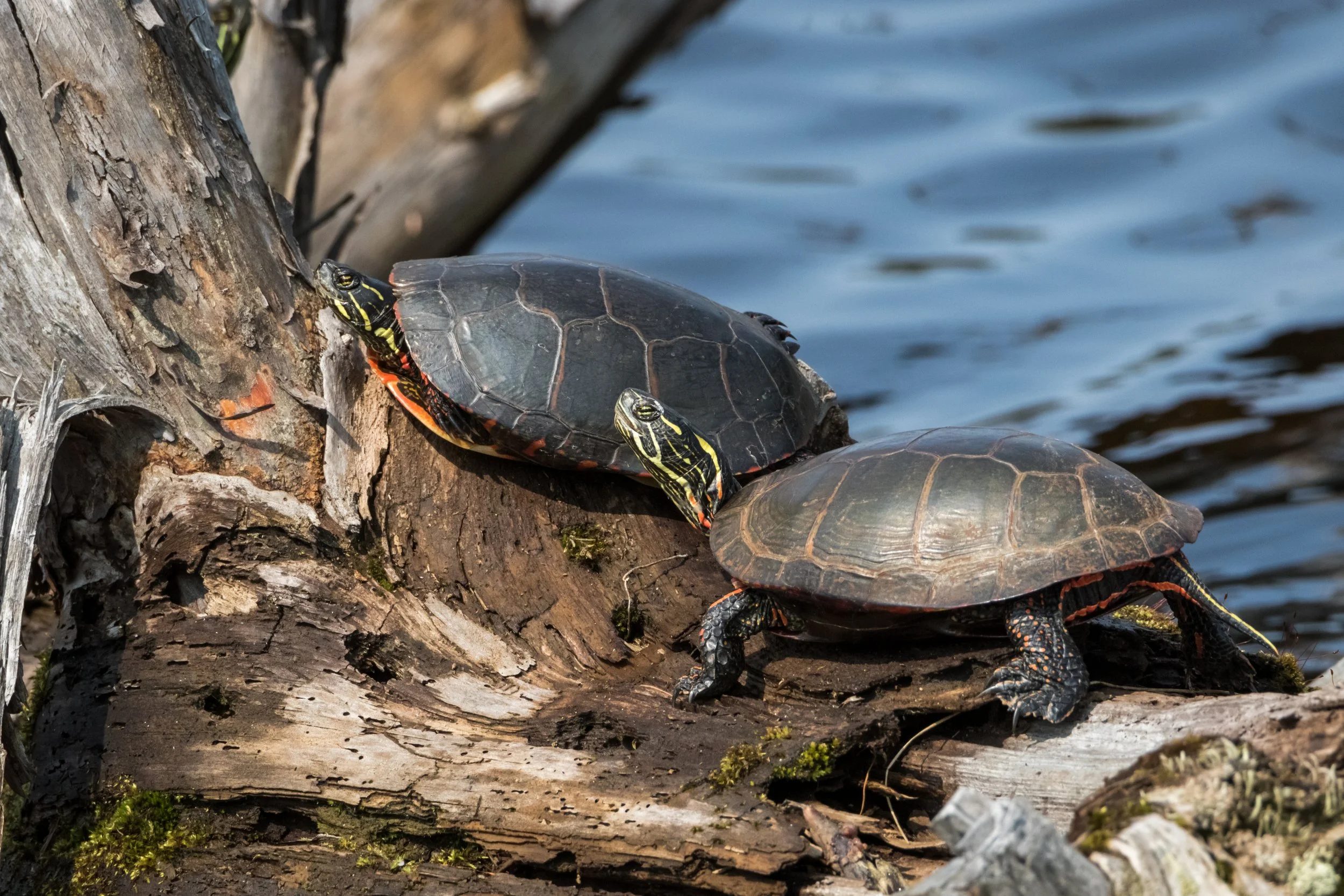 Spring Art Show — Quiet Shutter Fine Art & Photography