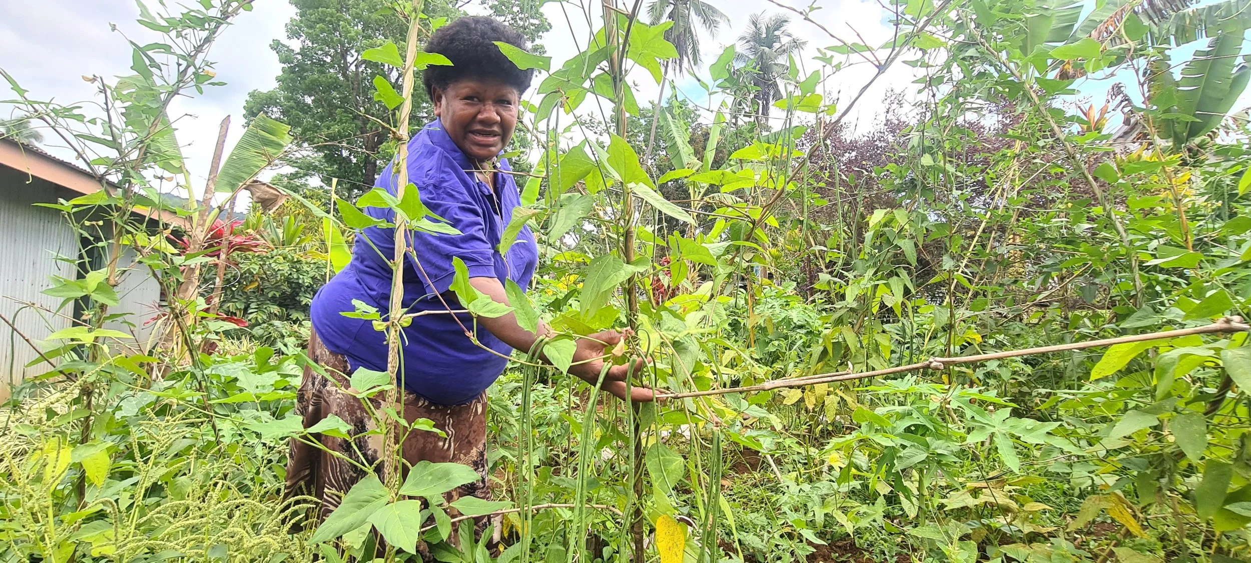 Fiji — Field Stories — AHP