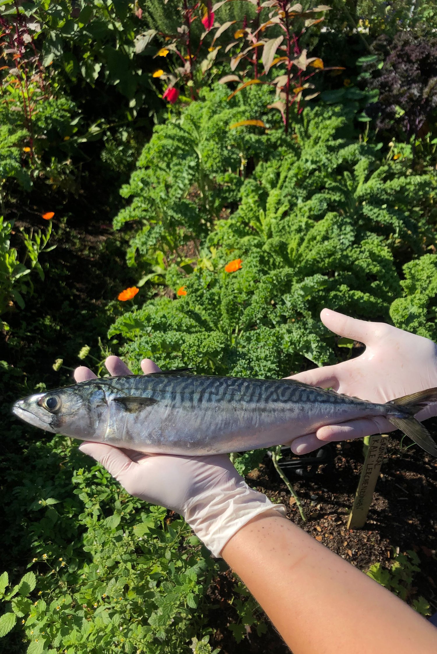 Dinner — Gro Spiseri