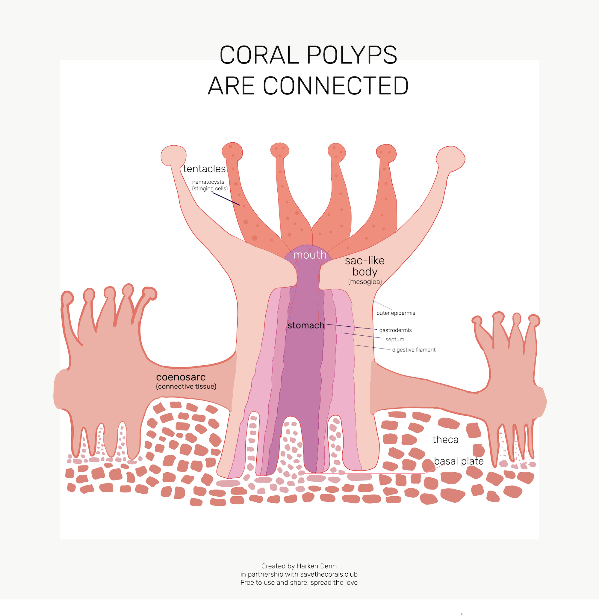 CORALS — SAVE THE CORALS