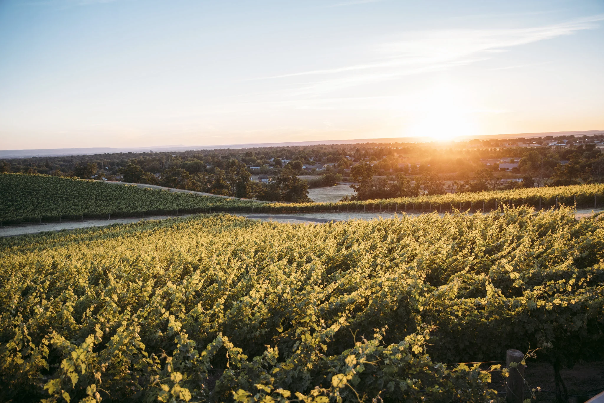 Welcome — Tranche Estate