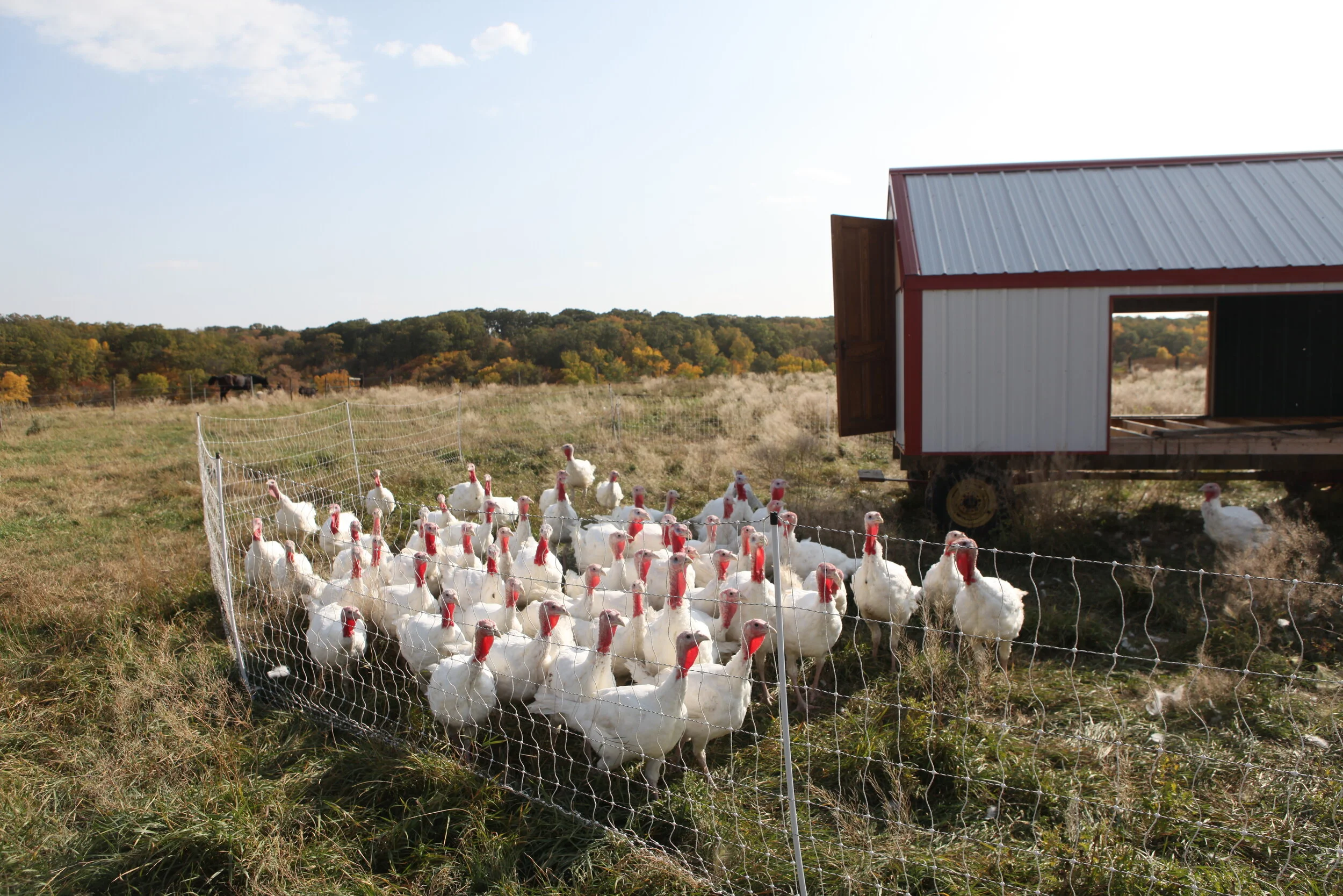 The Dogs Run Farm