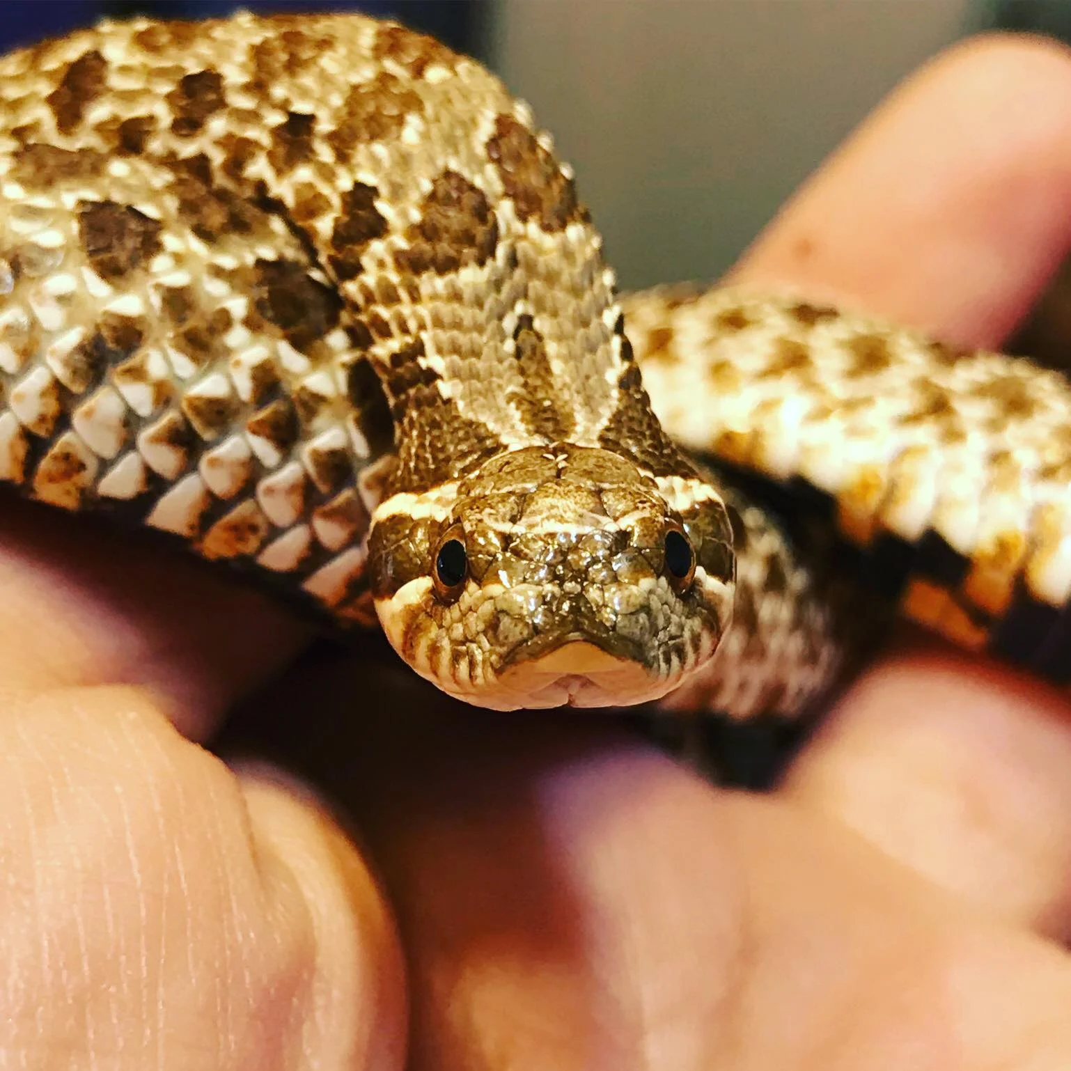 Our Animals — Nature on the Geaux