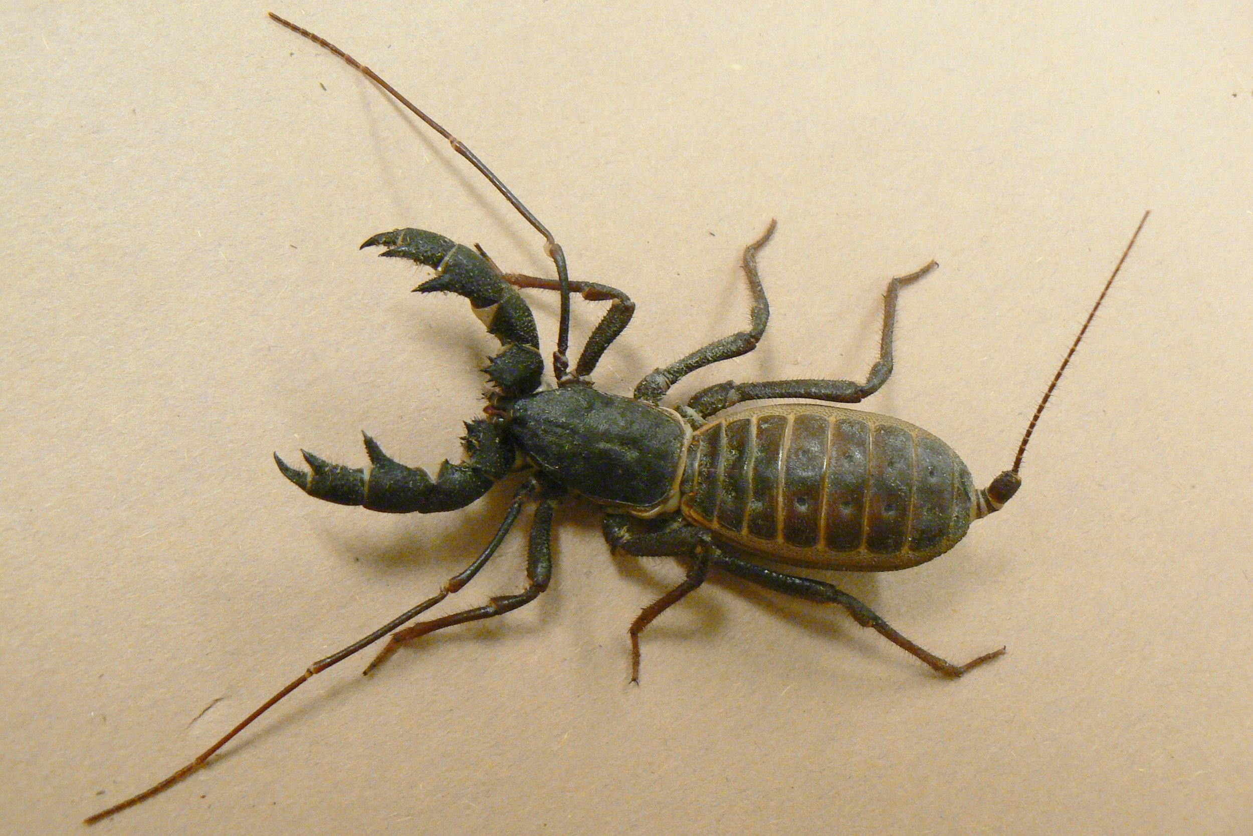 Our Animals — Nature on the Geaux