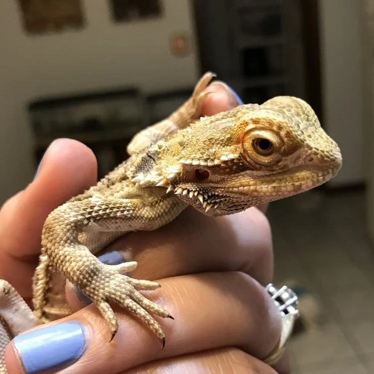 Our Animals — Nature on the Geaux