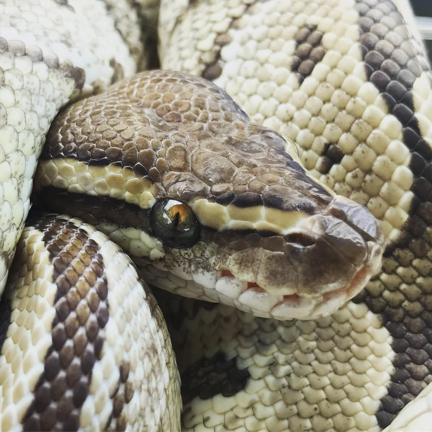 Our Animals — Nature on the Geaux