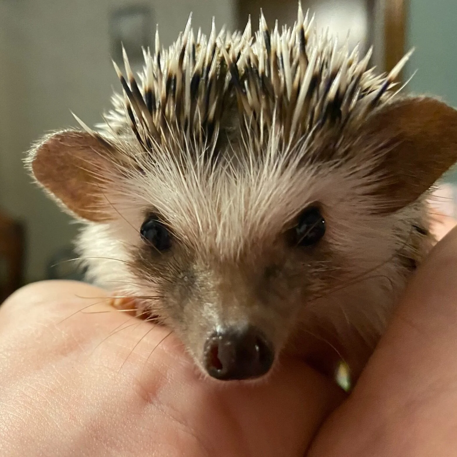 Our Animals — Nature on the Geaux