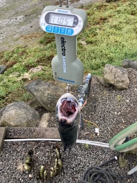 Greg R. - Bush Point / Lagoon Point — NKPSA