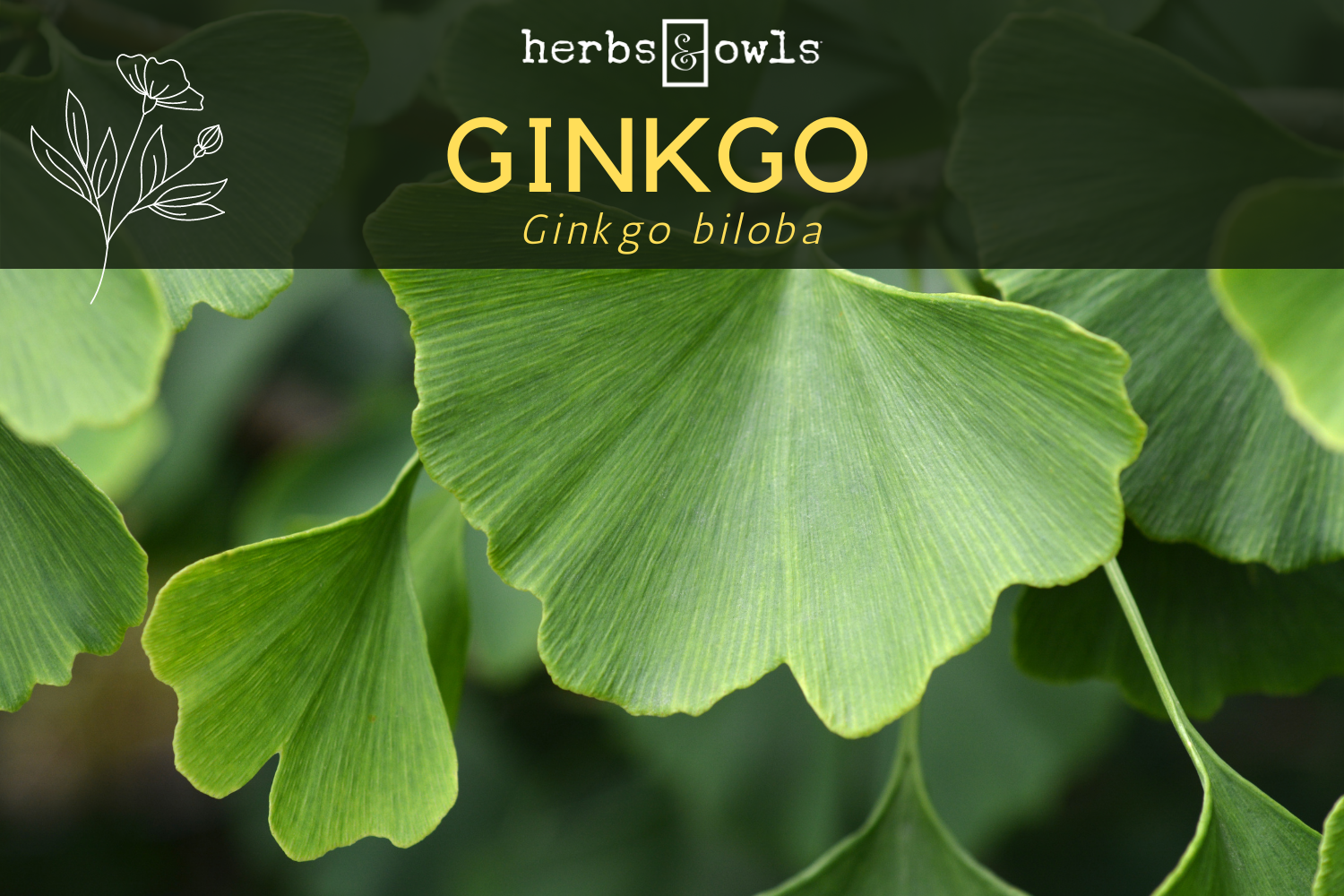 Herbal Medicine Blog — Herbs & Owls