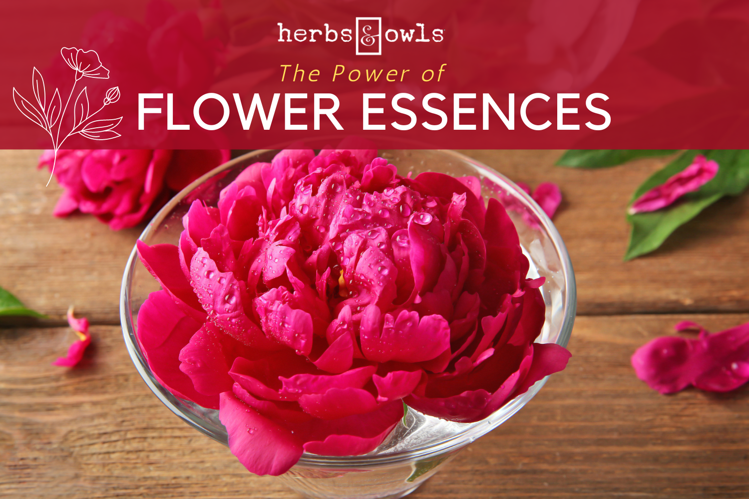 Herbal Medicine Blog — Herbs & Owls