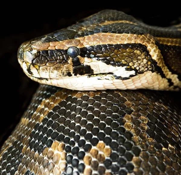 Shamanic Medicine Wheel Intensive - In-Person, Jupiter, FL | Herbs & Owls