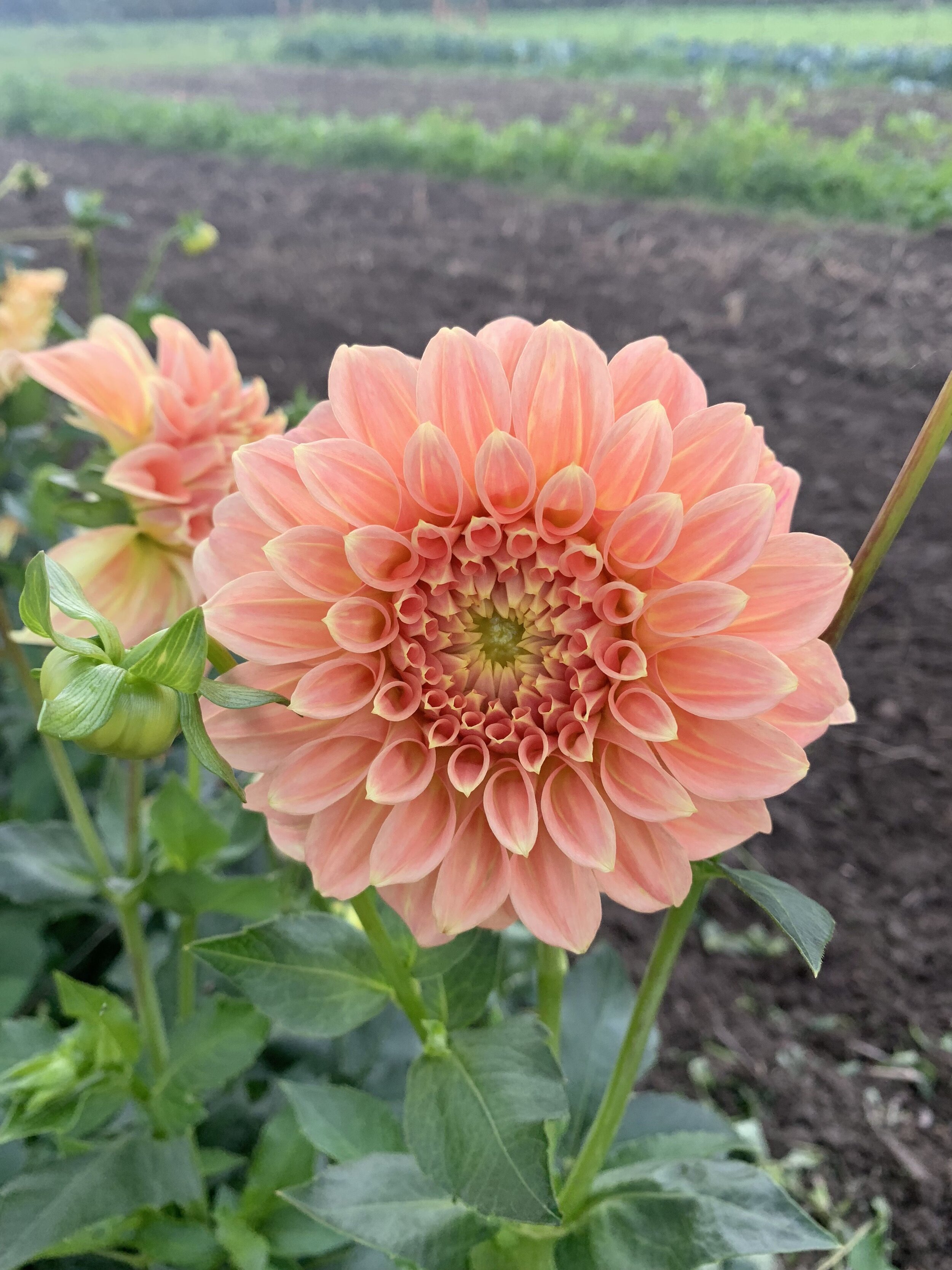 Dahlia, Bracken Sarah — Lowlands Farm
