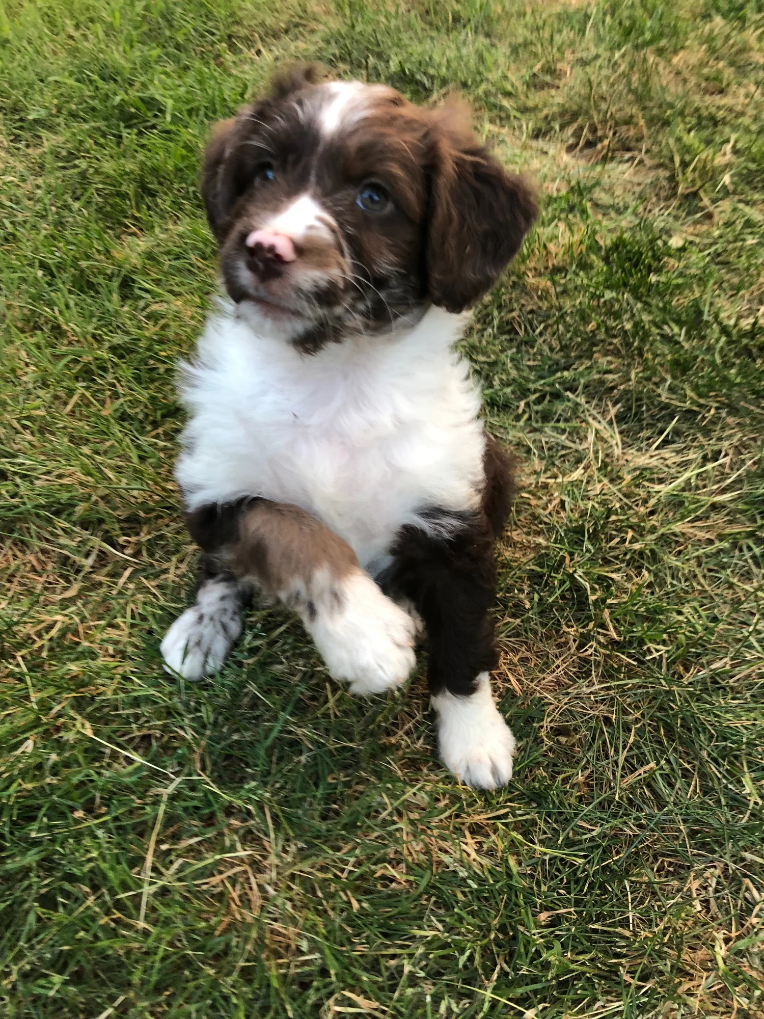 Springer Spaniel Australian Shepherd Mix