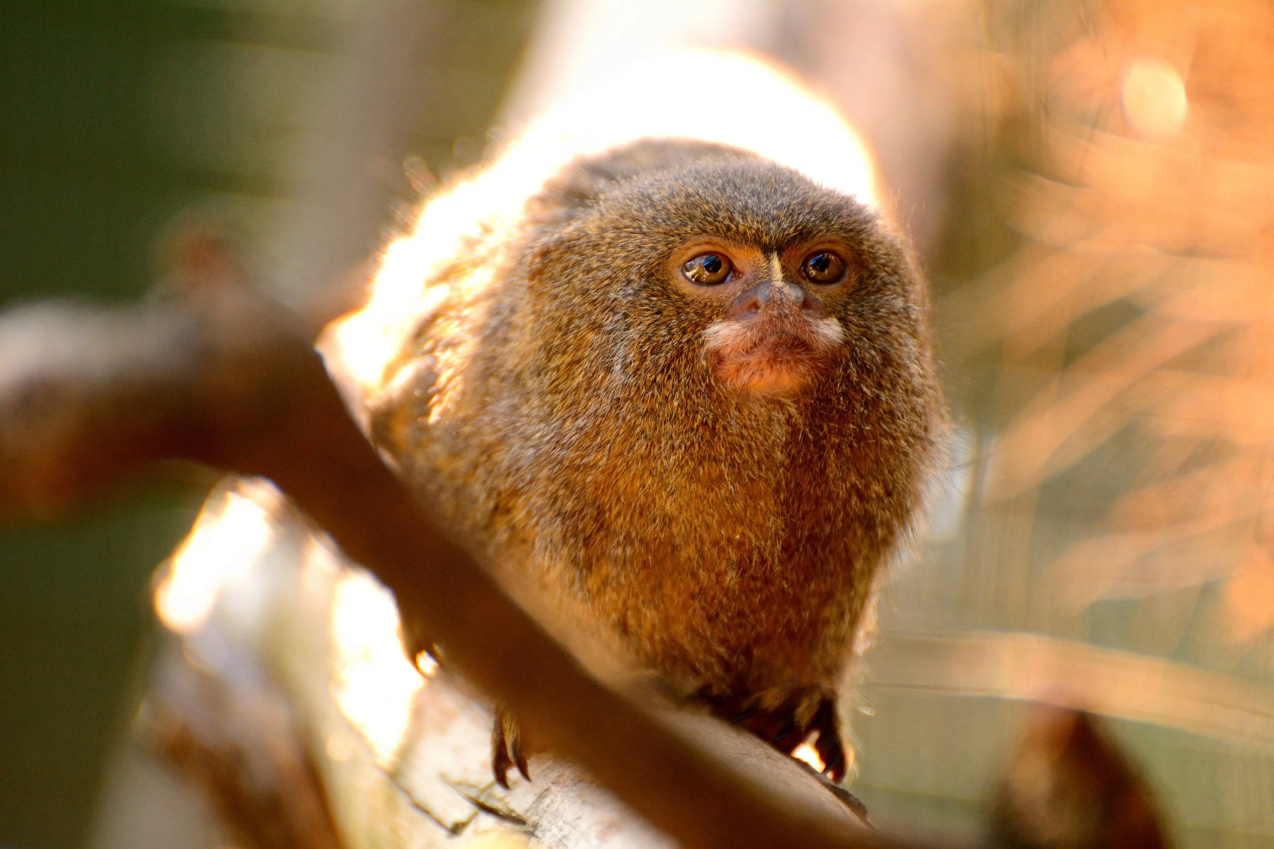 Our Animals — Natureland Wildlife Trust