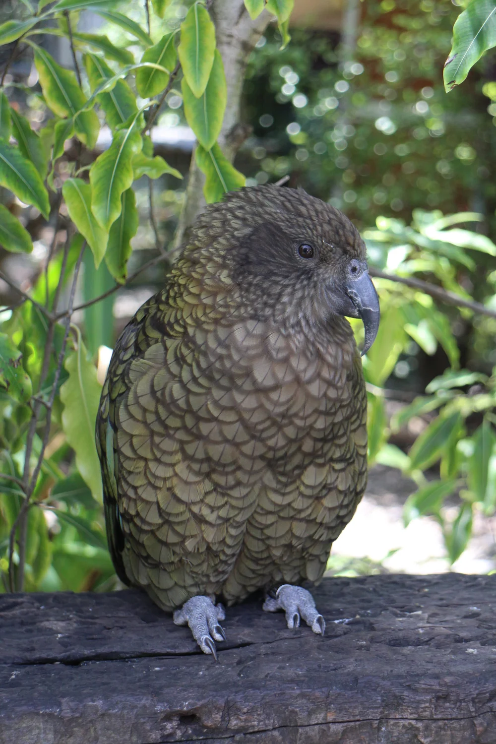 Native Species — Natureland Wildlife Trust