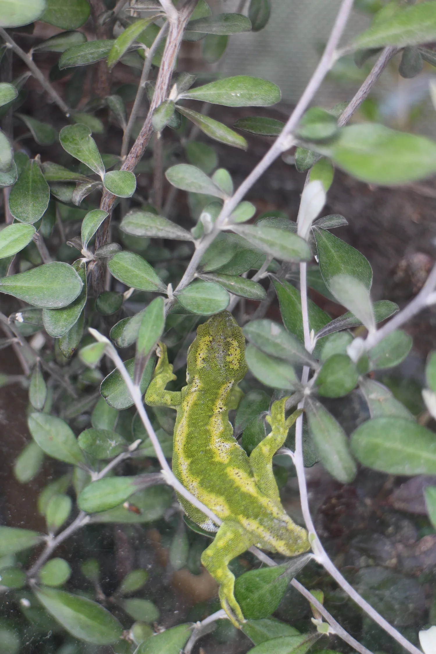 Native Species — Natureland Wildlife Trust