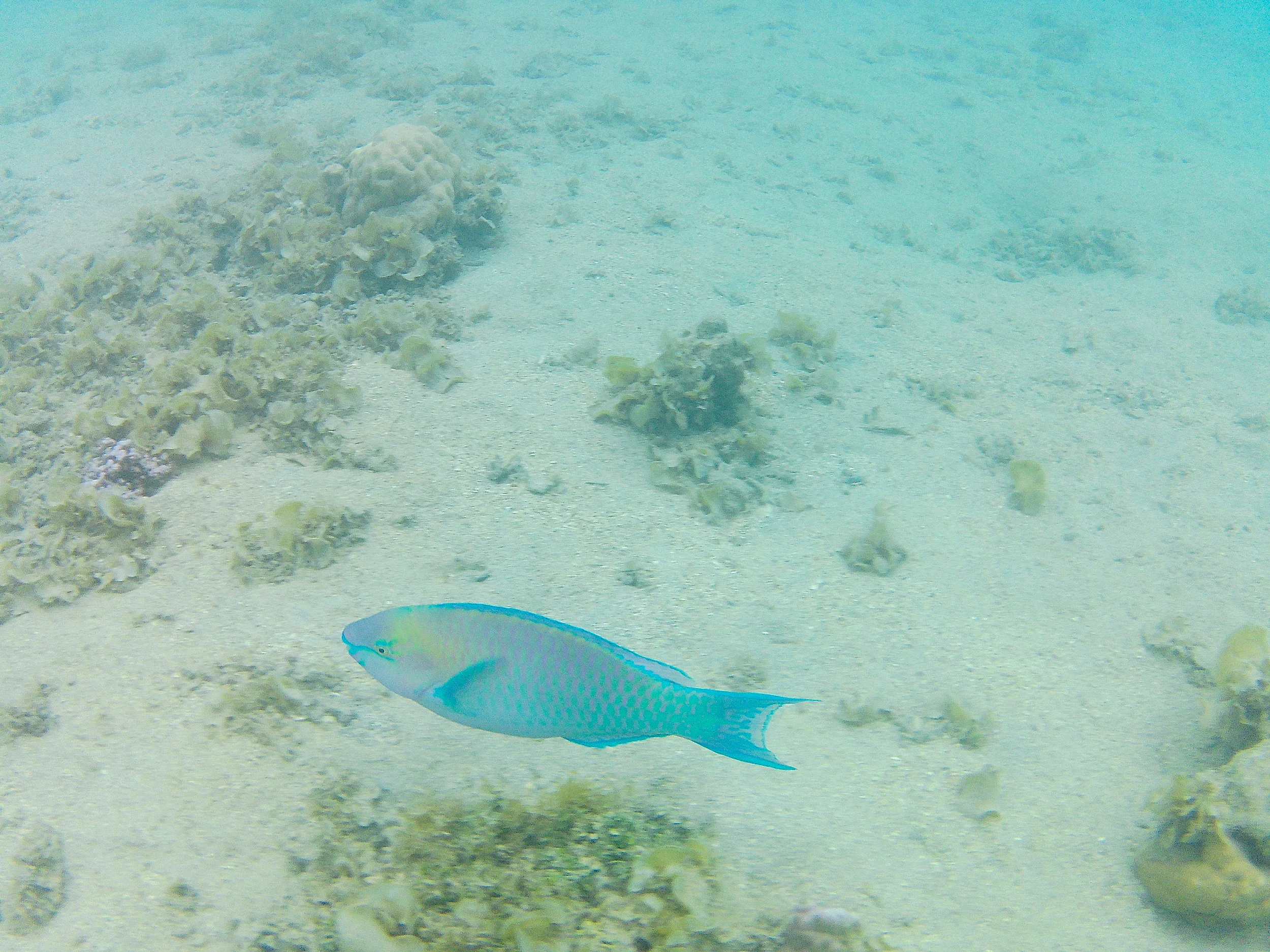 Tahiti — DO IT LIKE DEVI