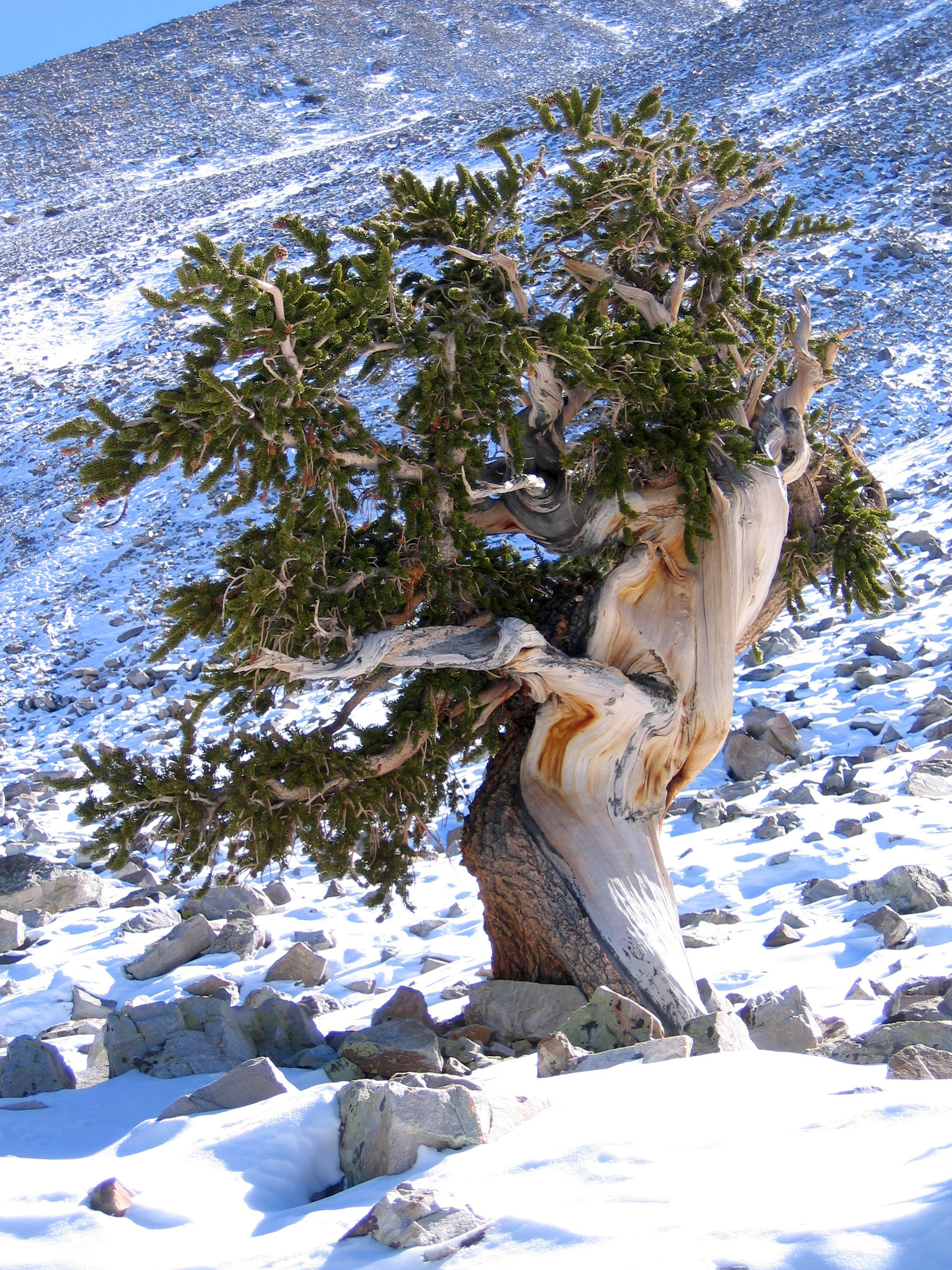 Bristlecone Pine Trees in Great Basin National Park — Discover Great Basin