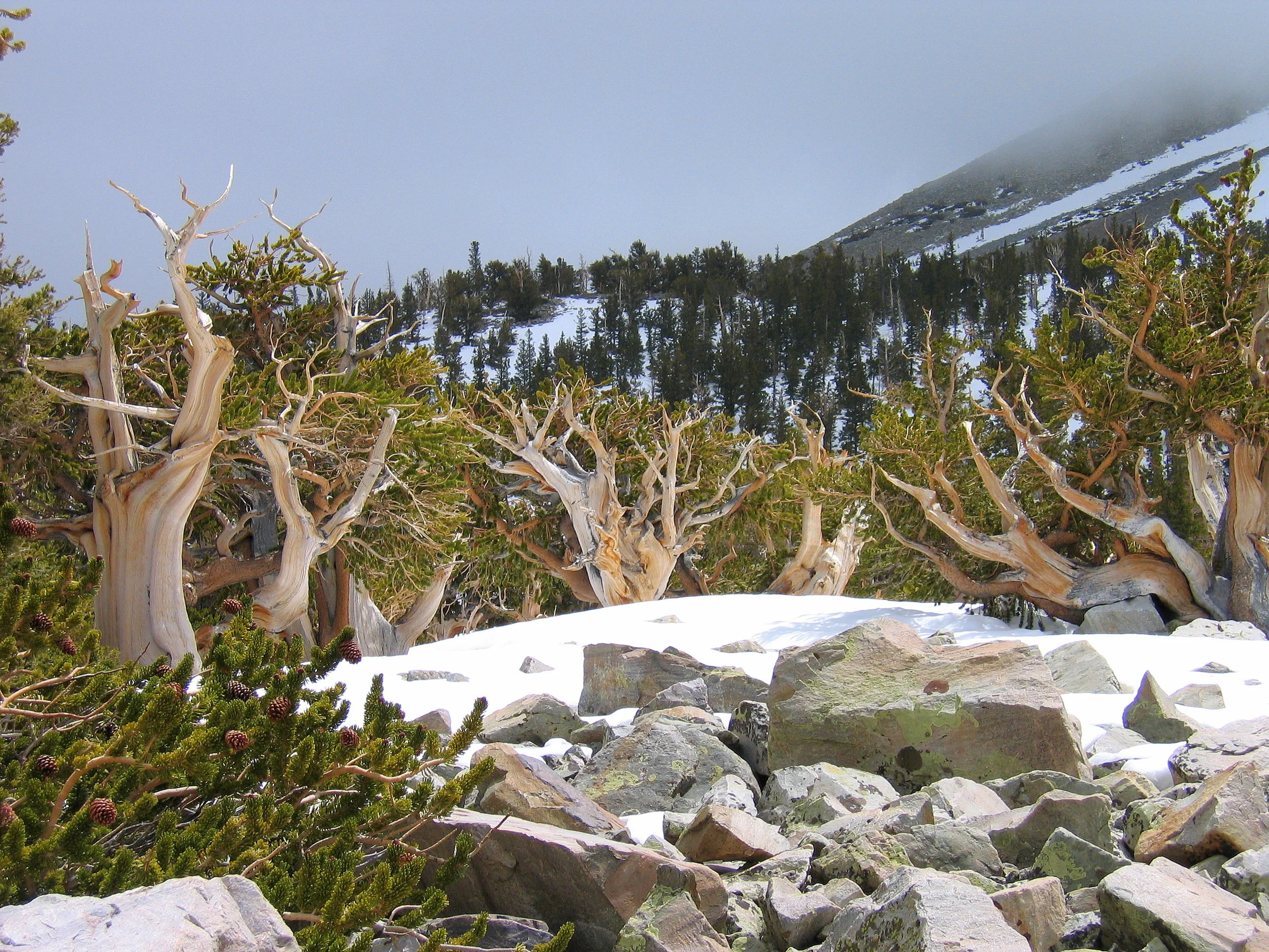 Bristlecone Pine Trees in Great Basin National Park — Discover Great Basin