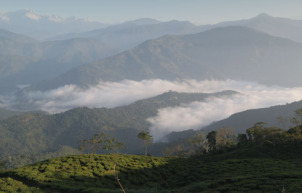 Tea Huntress - Tea Master Course | Enrich Tea Experiences