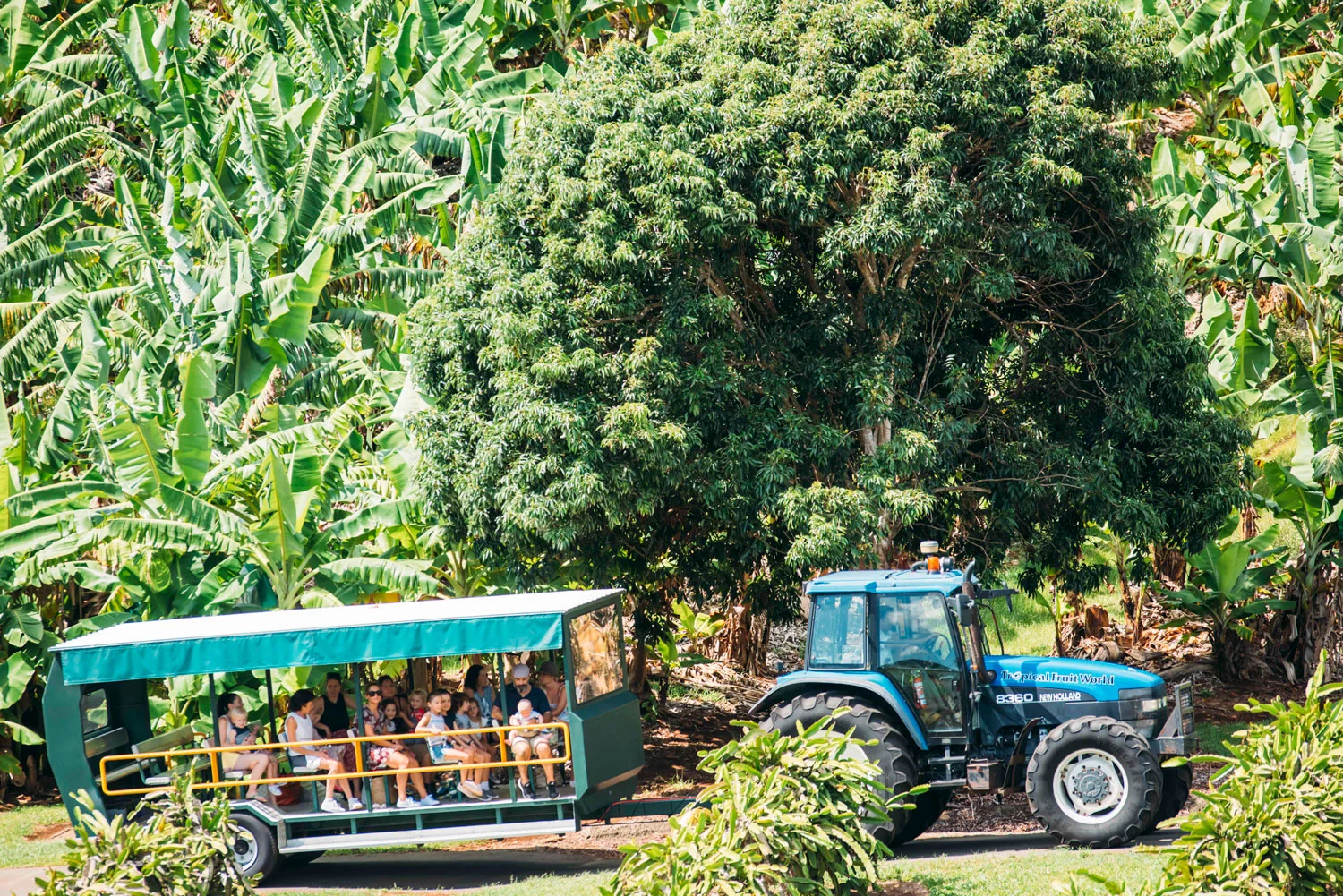 Queensland Tropical Fruit