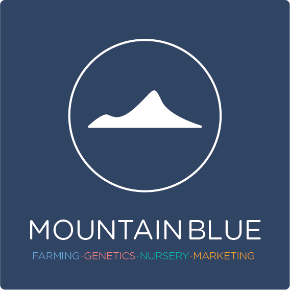 Eureka Blueberries — Mountain Blue