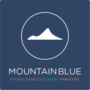 Company — Mountain Blue