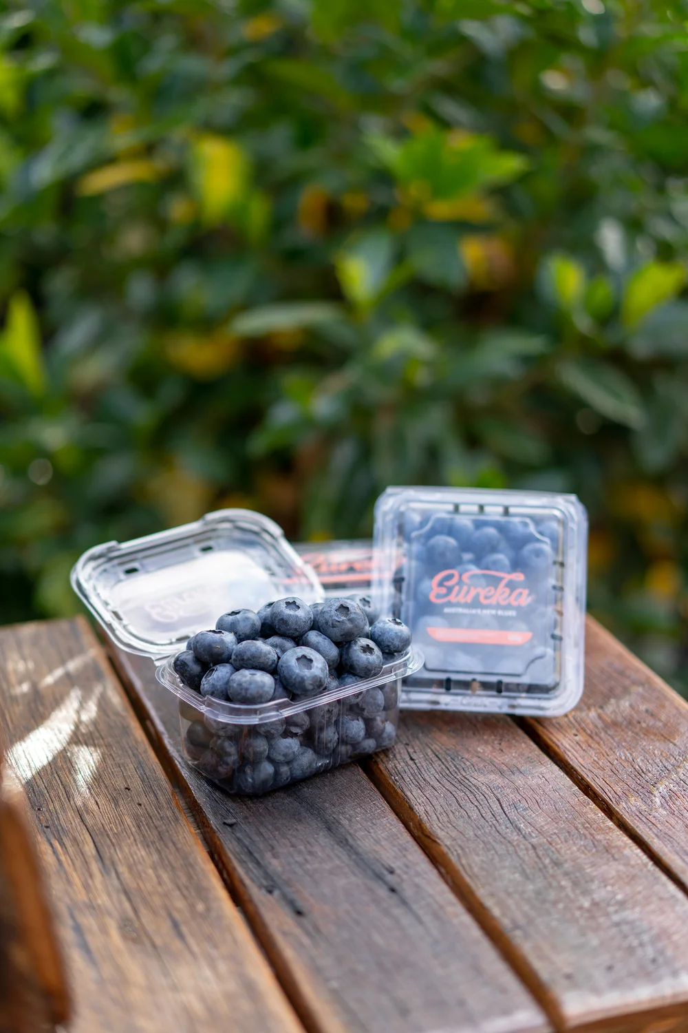 Eureka Blueberries — Mountain Blue