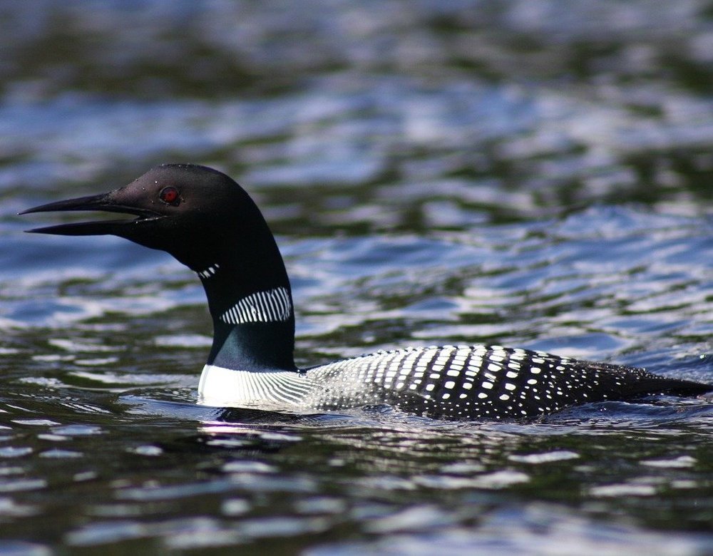 Channeled Message From The Energy Of LOON — Transmissions Of Light