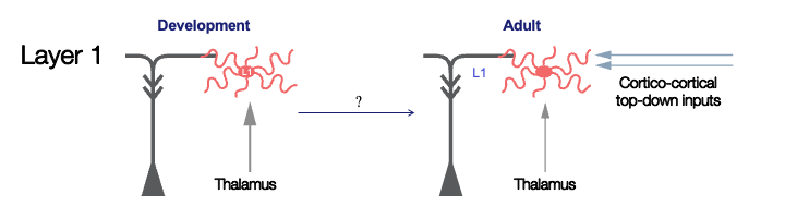 Interneuron Integration into the Cortical Layers — The Fishell Laboratory