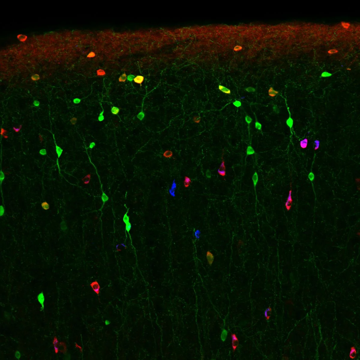The Fishell Laboratory