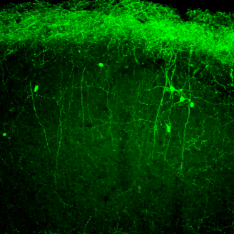 Interneuron Integration and Synapse Formation — The Fishell Laboratory
