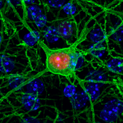 Research — The Fishell Laboratory