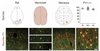 Building a Toolkit for Targeting Interneurons Across Mammalian Species ...