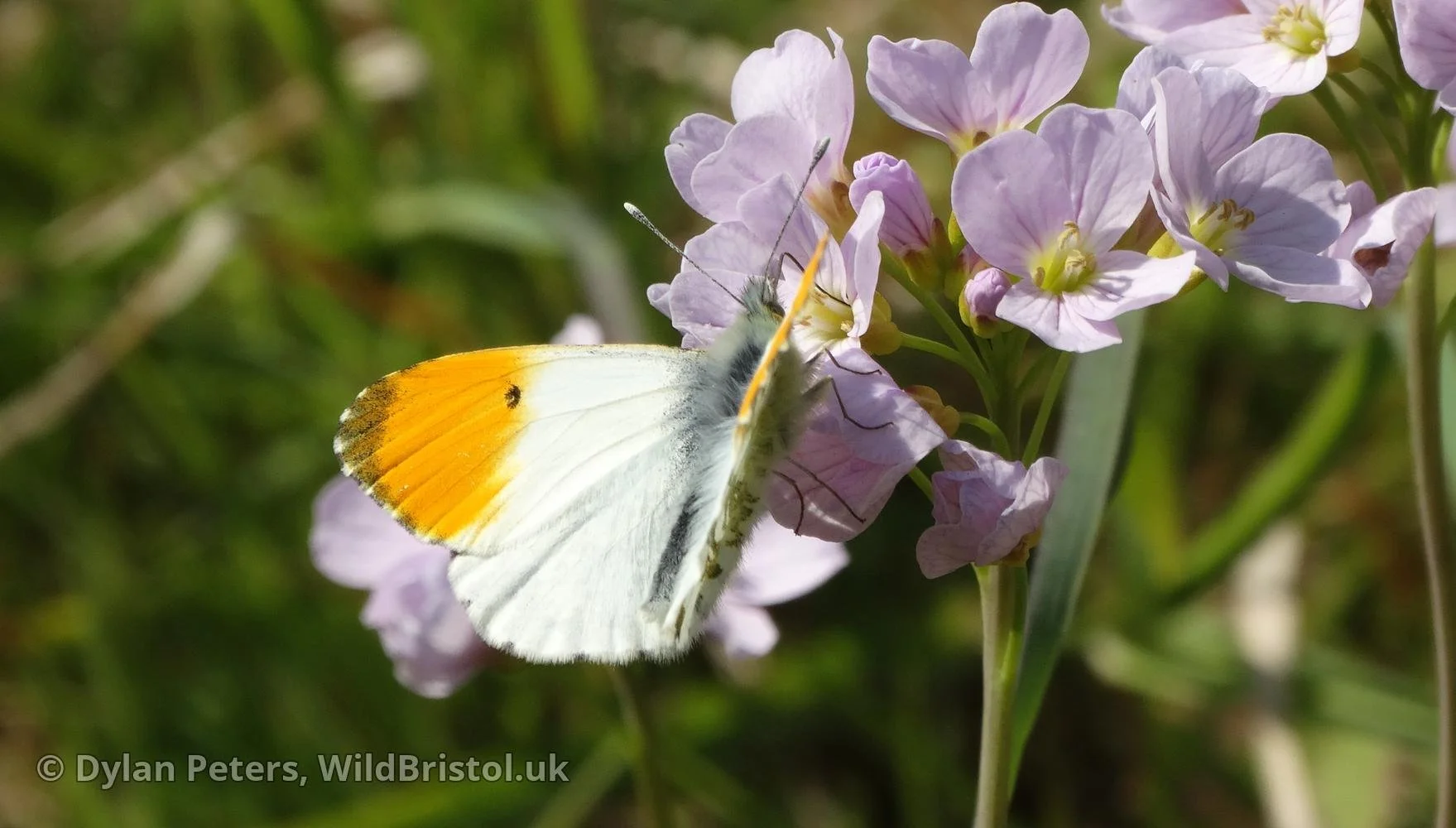 From Seed to 'Weed' — Lockleaze Neighbourhood Trust
