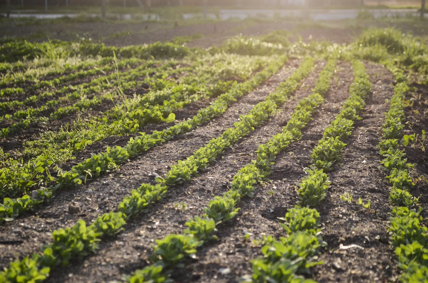 Farmland Preservation — Capital Area Food Network (CAFN) | Wake County ...
