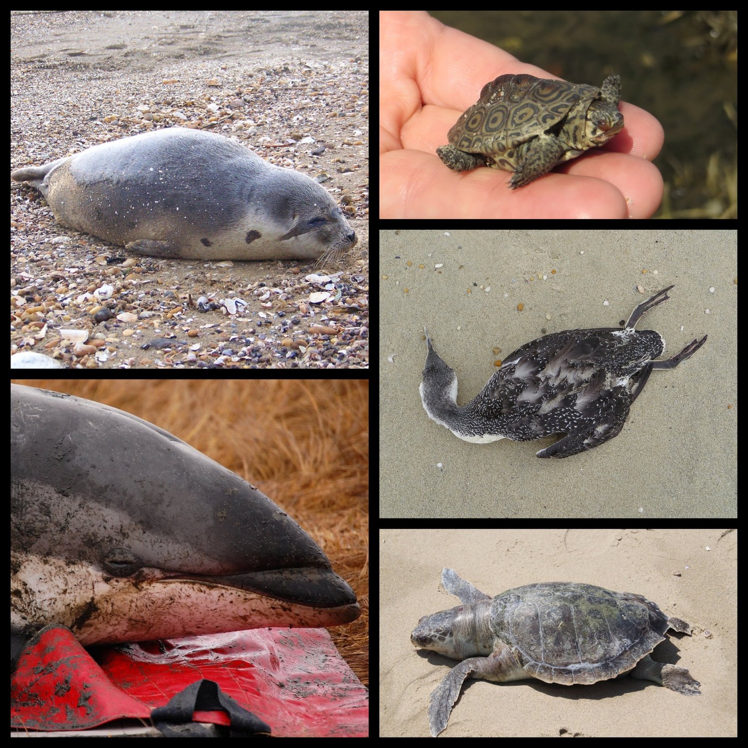 What to do if you find an Injured animal — Save Coastal Wildlife