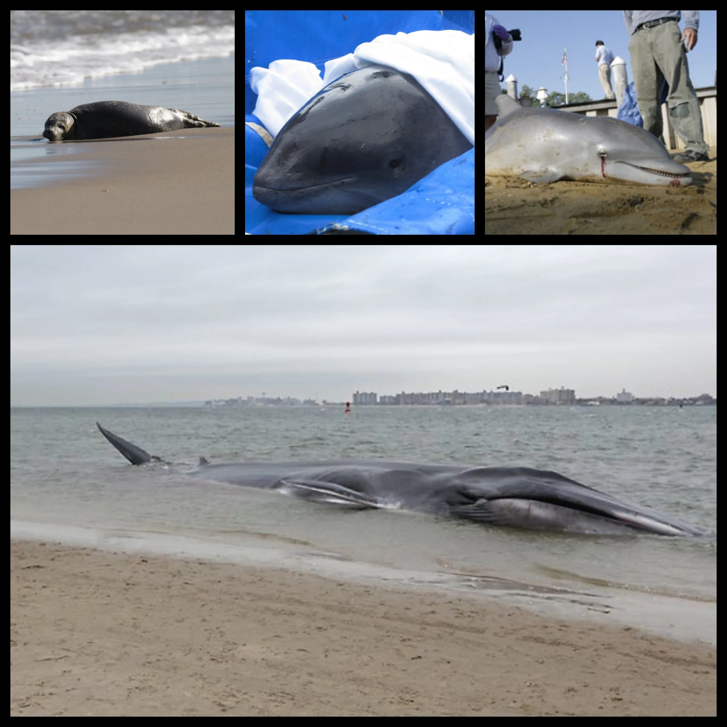 Who to call if you find an injured Marine Mammal — Save Coastal Wildlife