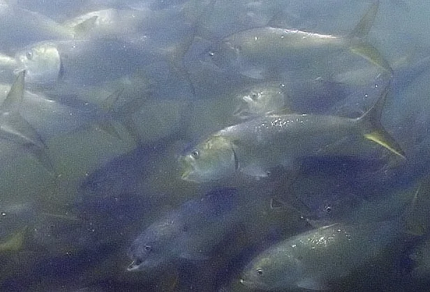 Save Menhaden — Save Coastal Wildlife