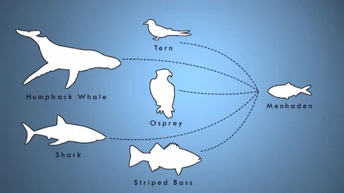 Menhaden Threats — Save Coastal Wildlife