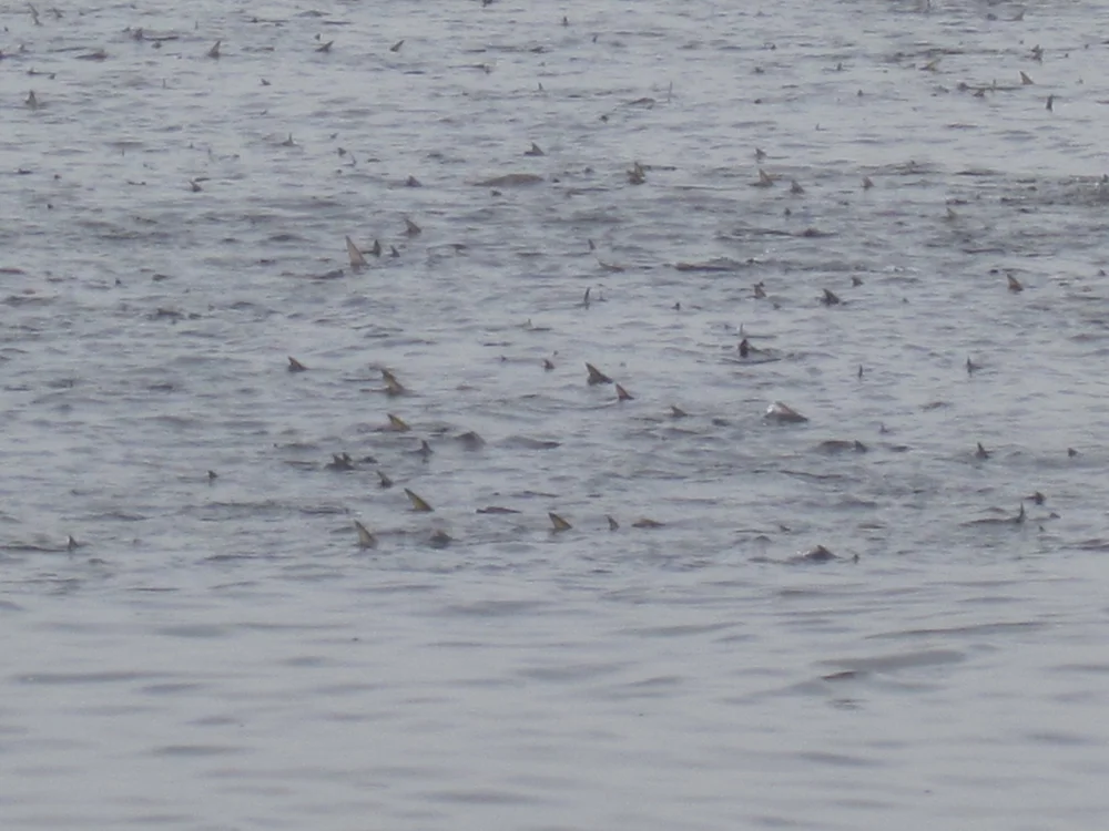 Menhaden Threats — Save Coastal Wildlife