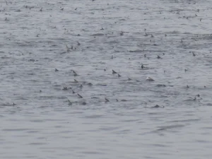 Menhaden Threats — Save Coastal Wildlife