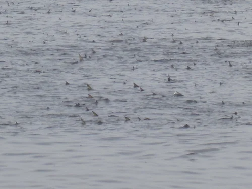 Menhaden Threats — Save Coastal Wildlife