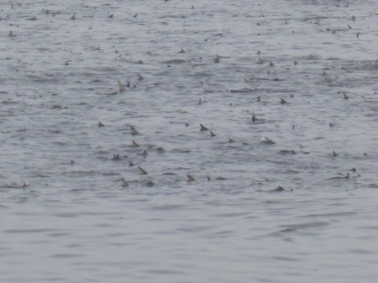 Menhaden Threats — Save Coastal Wildlife