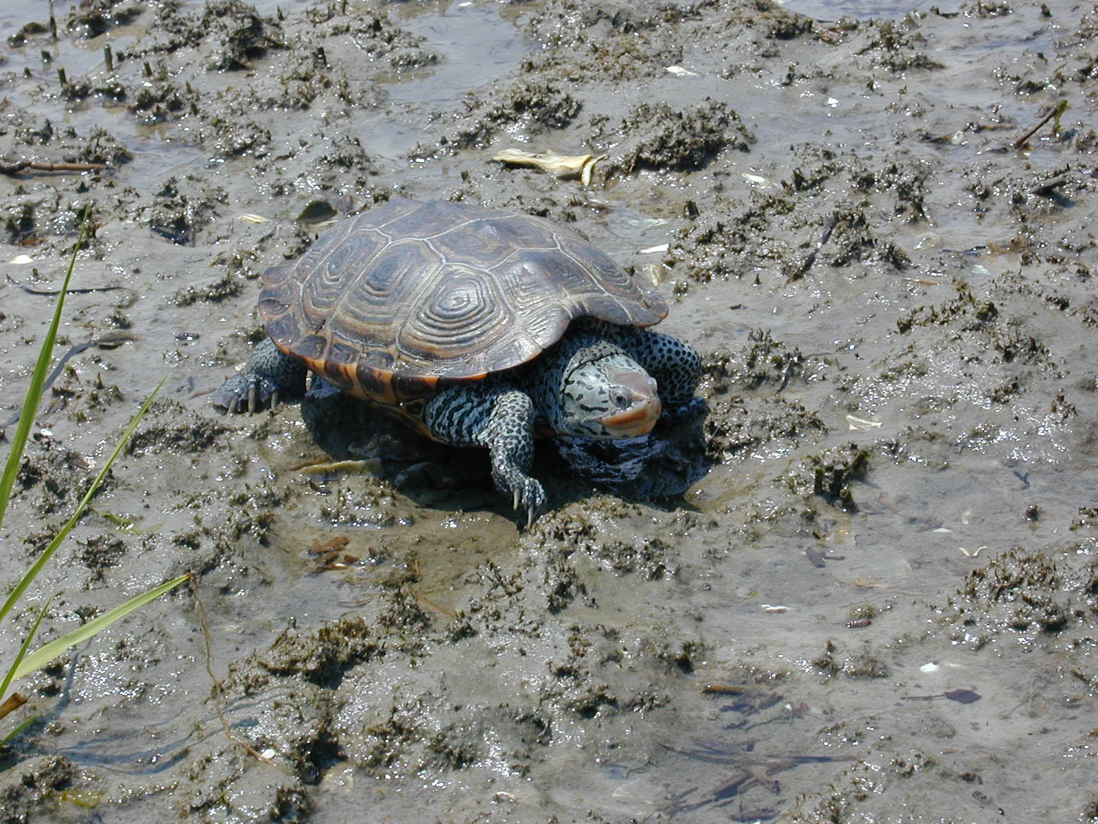 Diamondback Terrapin Spotting Program — Save Coastal Wildlife