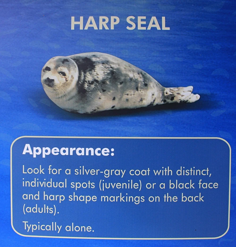 Harp Seal Diagram