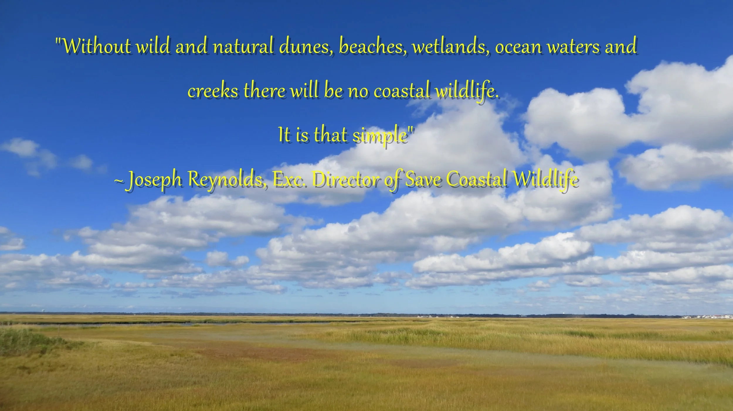Habitat Restoration — Save Coastal Wildlife